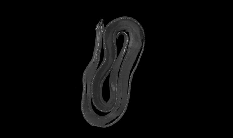 About Us – Imaginalis