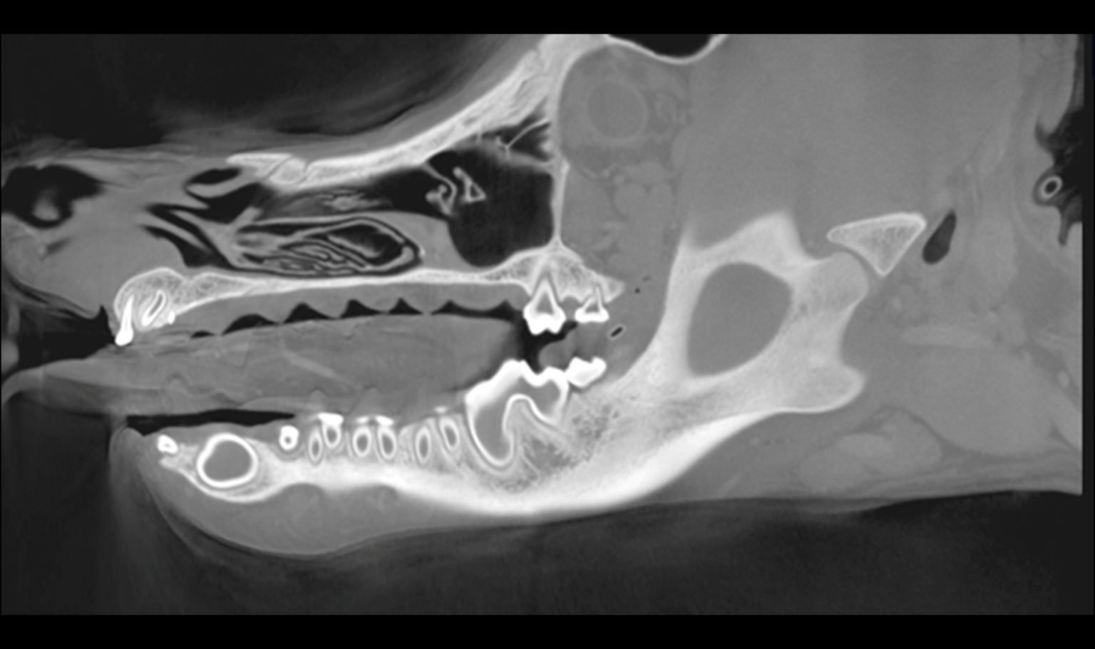 About Us – Imaginalis