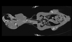 About Us – Imaginalis