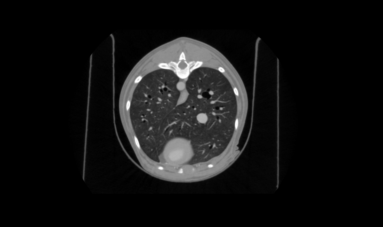 About Us – Imaginalis